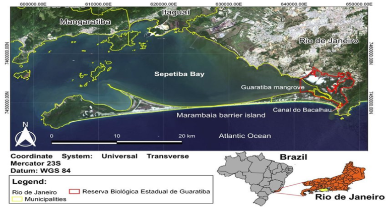 A biodiversidade da restinga de Marambaia – Olhar Oceanográfico – David Zee